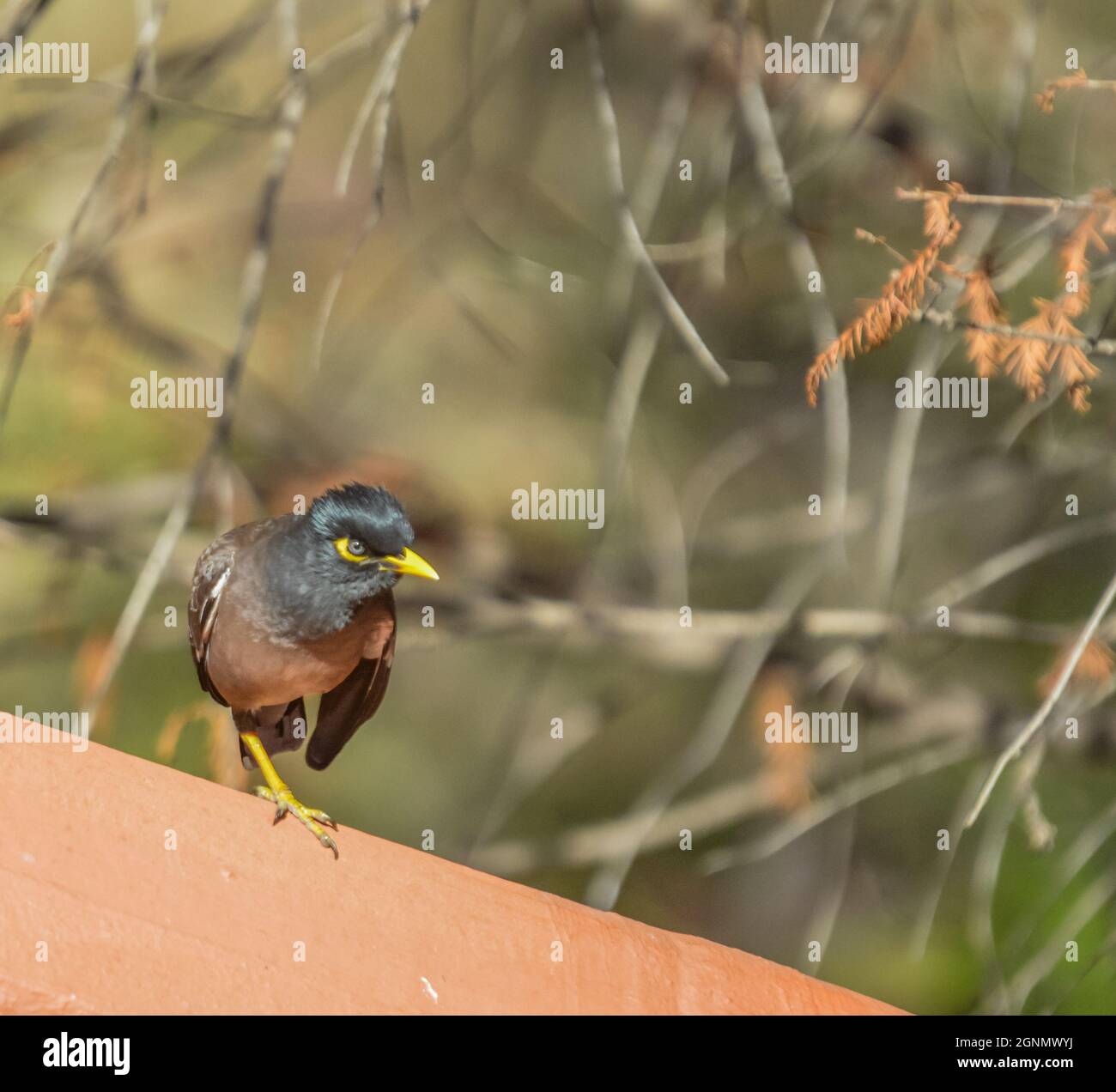 Common Indian Myna or Mynah perched in South Africa known as ...