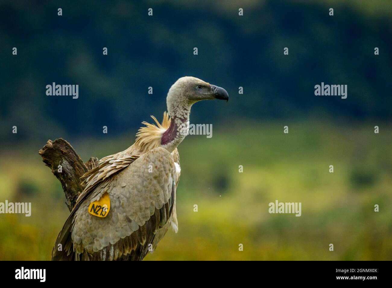 Largest raptor in africa hi-res stock photography and images - Alamy