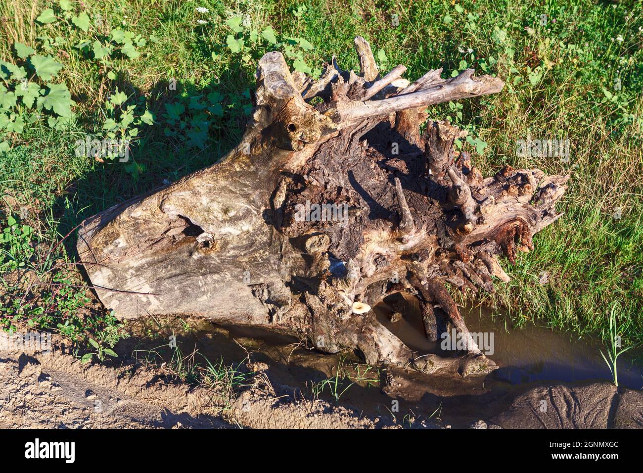 Stump with roots . Extraction of tree with roots Stock Photo - Alamy