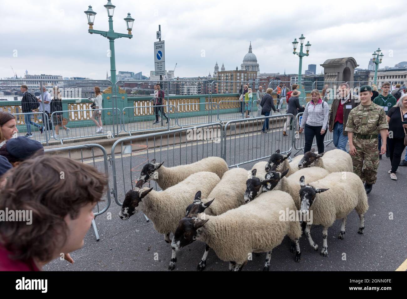 London, UK. 26th Sep, 2021. Participants seen driving sheep on ...