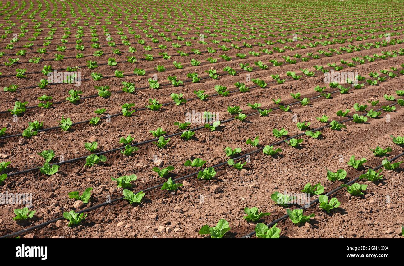 detail of a lettuce planting with drip irrigation Stock Photo - Alamy