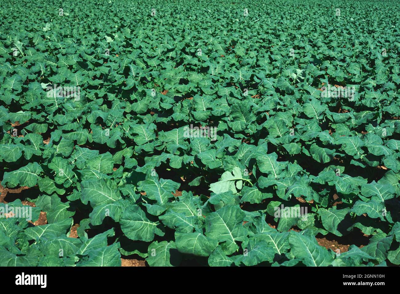 detail of a broccoli plantation with drip irrigation Stock Photo - Alamy