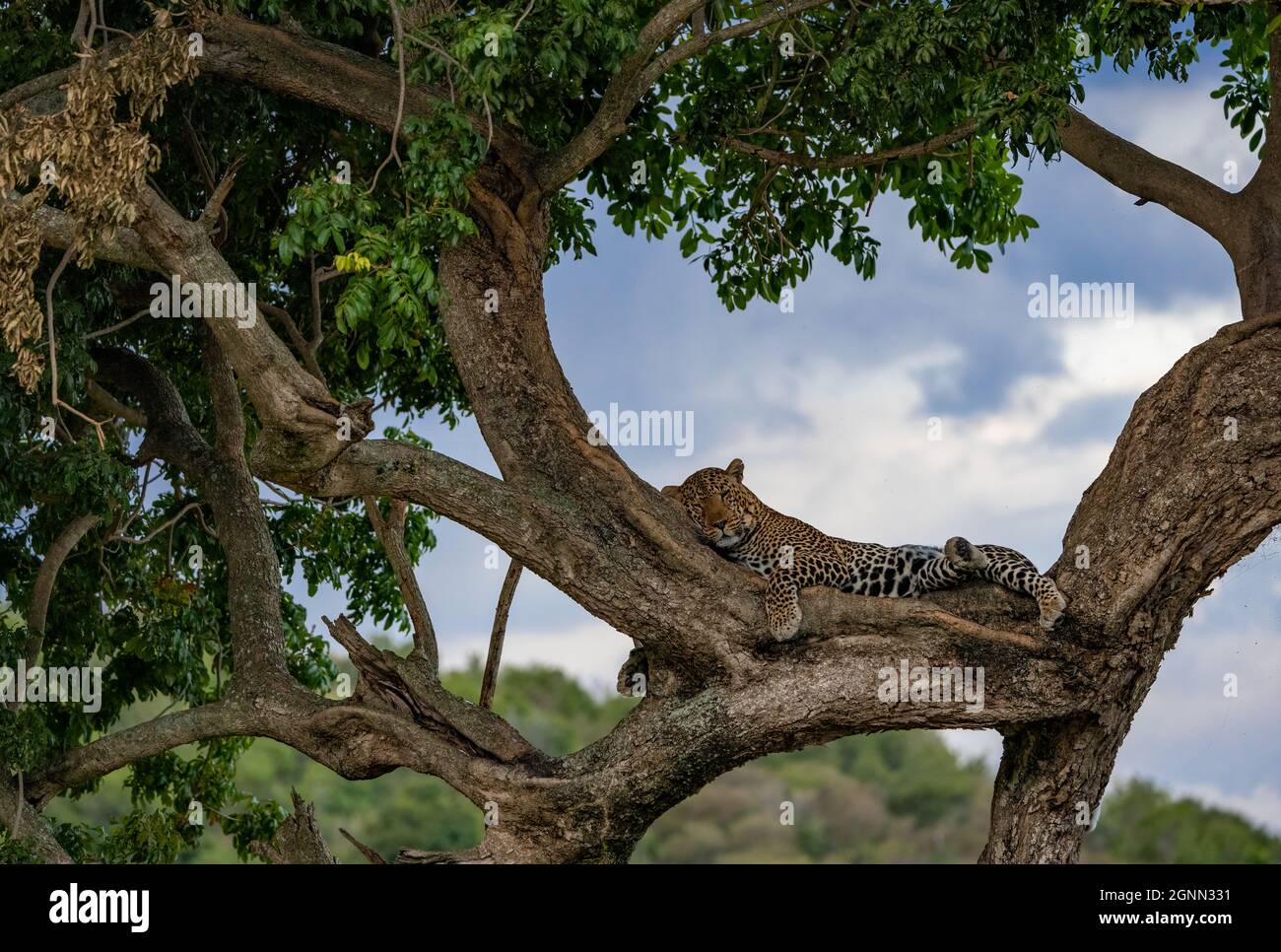 Male leopard in acacia tree hi-res stock photography and images - Alamy