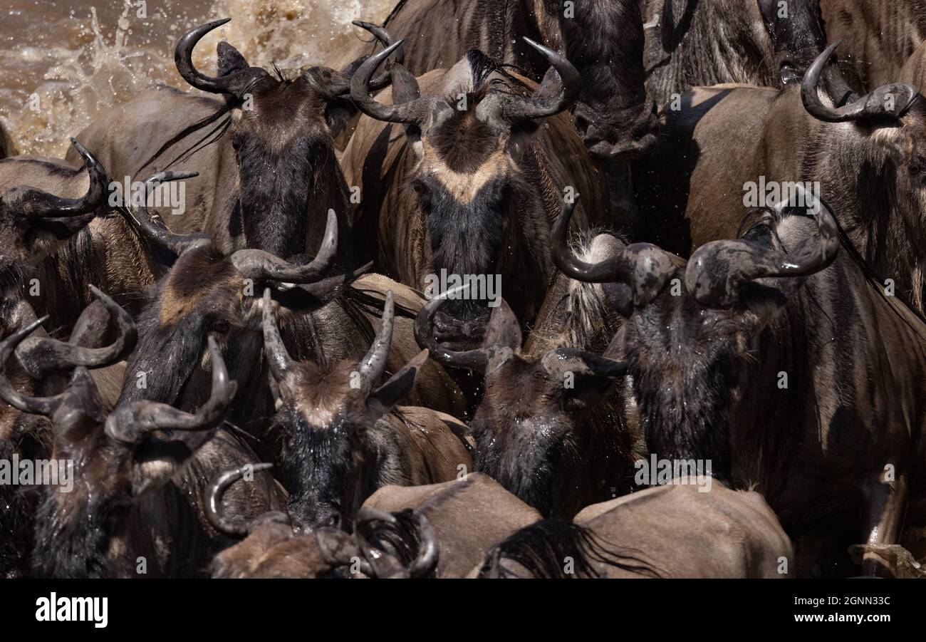 The great wildebeest migration in Africa Stock Photo - Alamy