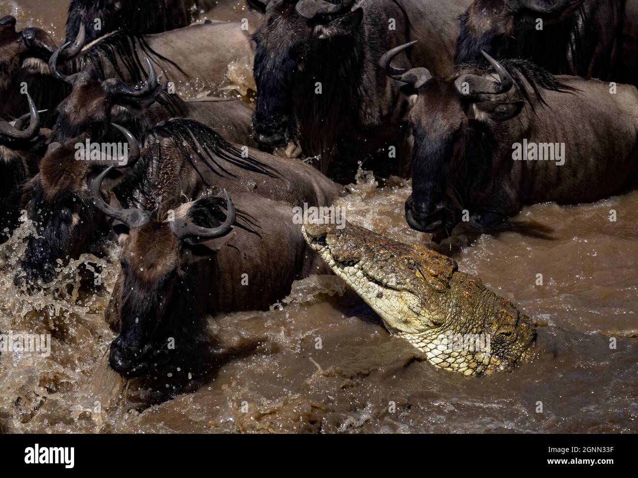 The great wildebeest migration in Africa Stock Photo - Alamy