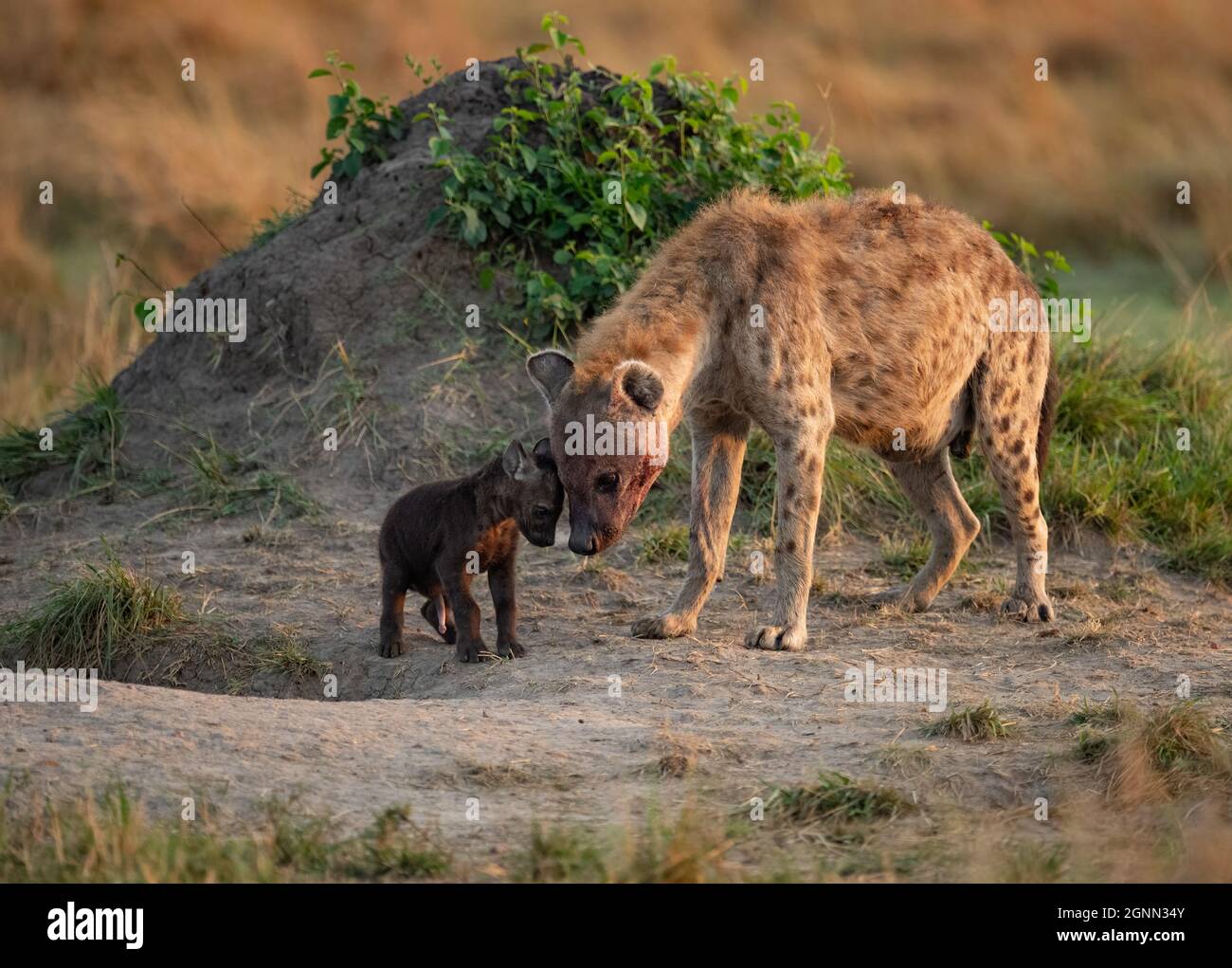 Hyena in Kenya, Africa Stock Photo - Alamy