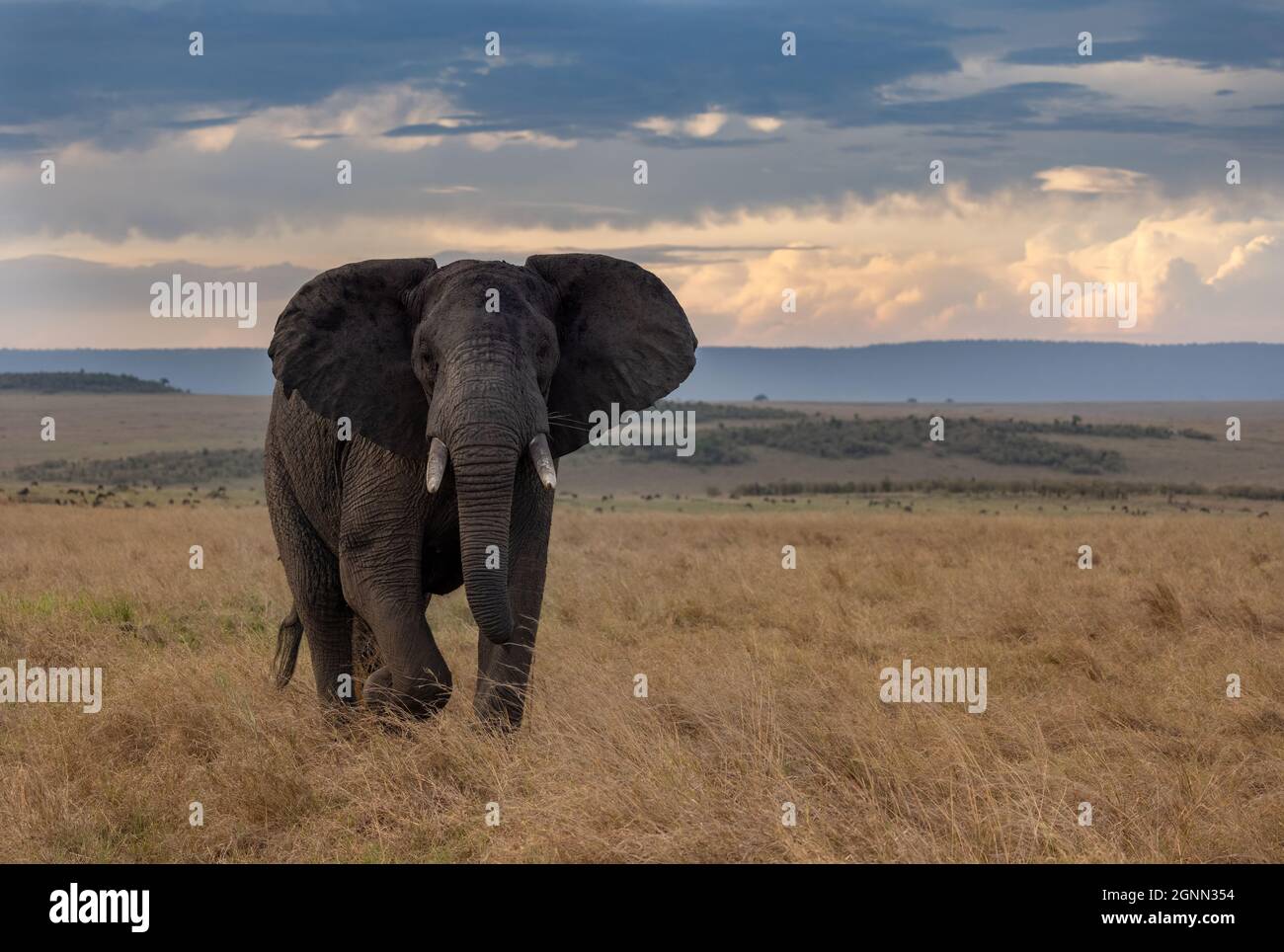 Elephant dad hi-res stock photography and images - Alamy