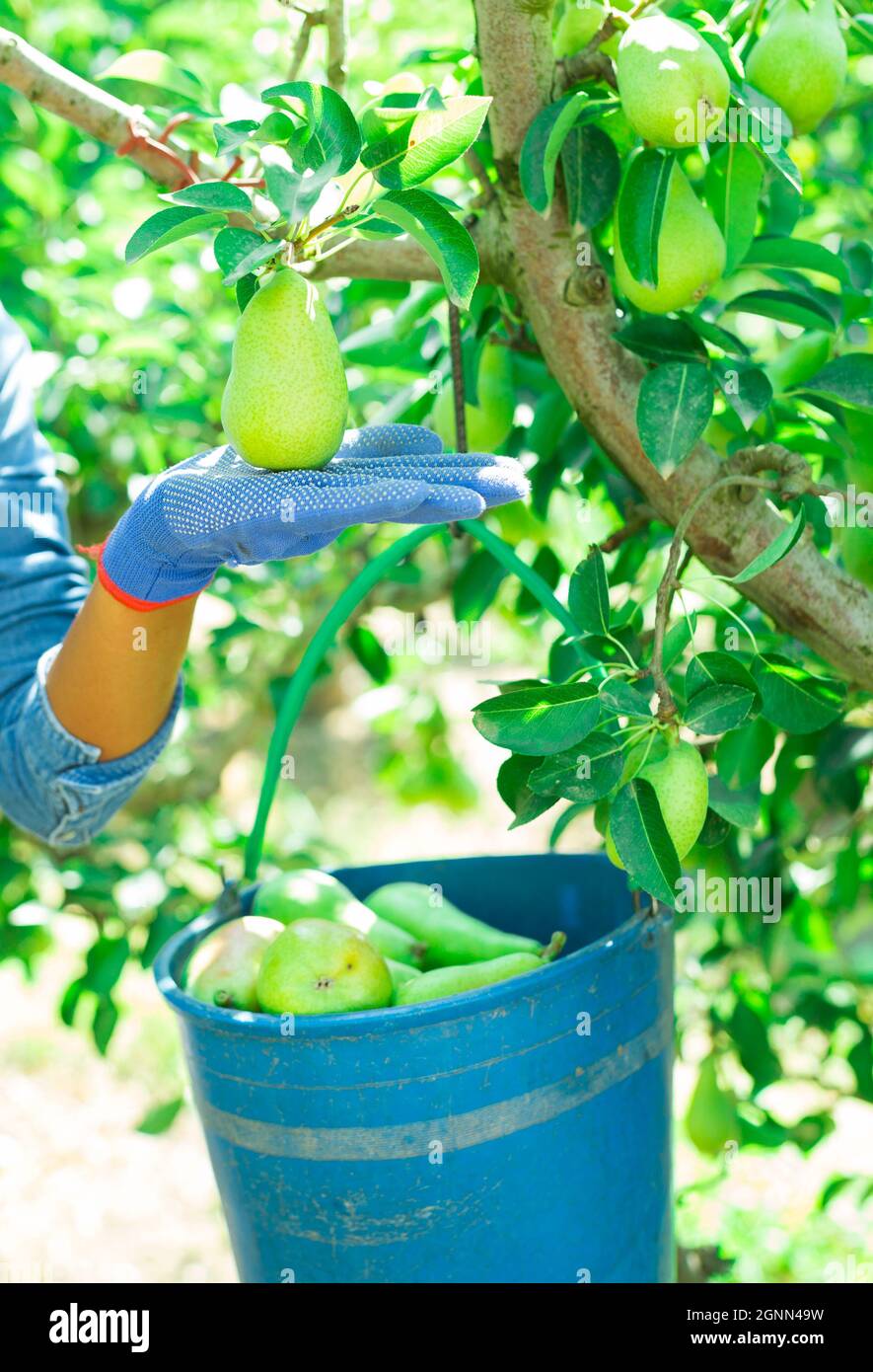 Pears hanging from tree hi-res stock photography and images - Alamy