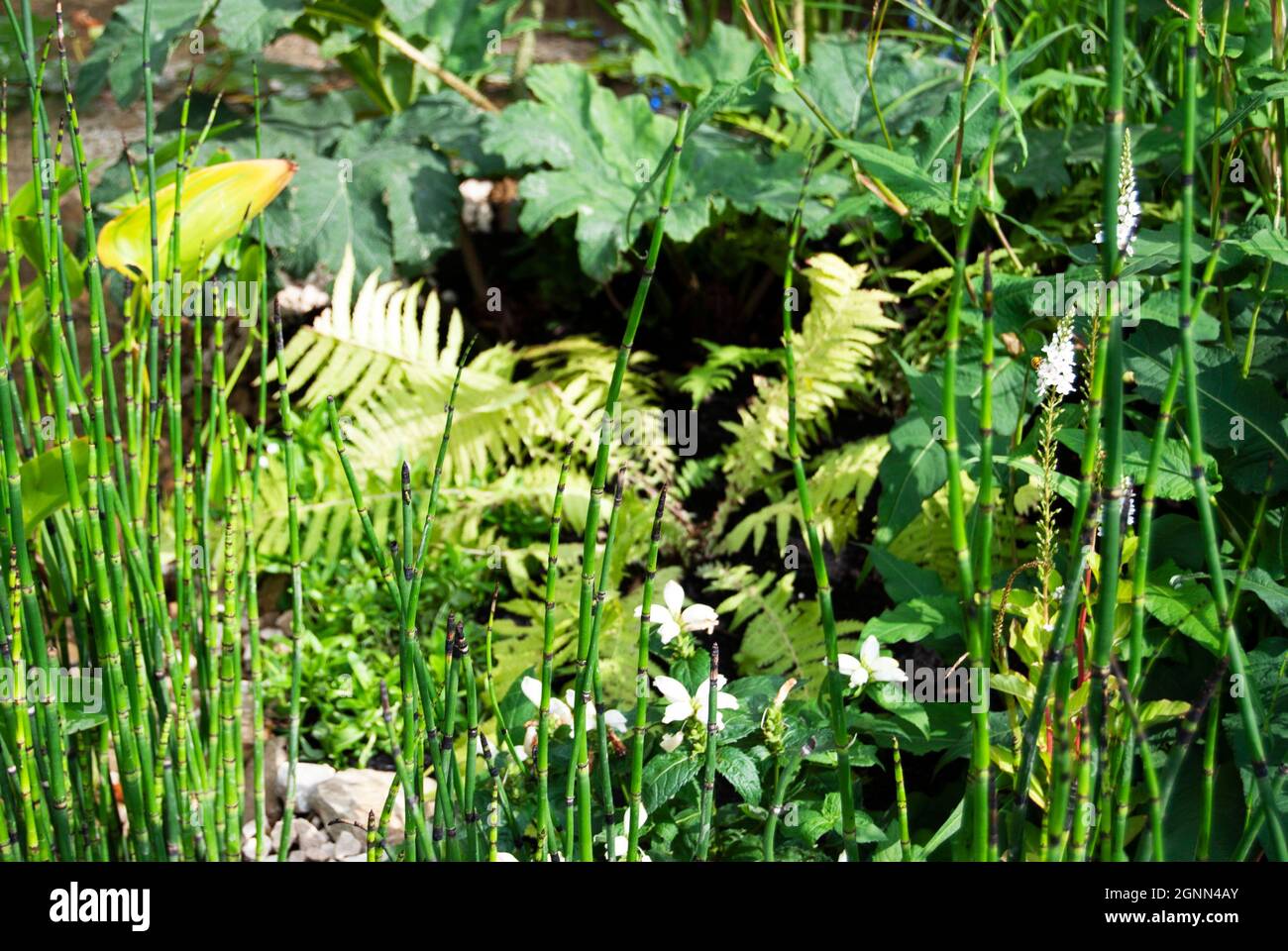 Guangzhou China: Guangzhou Garden, RHS Chelsea Flower Show September ...