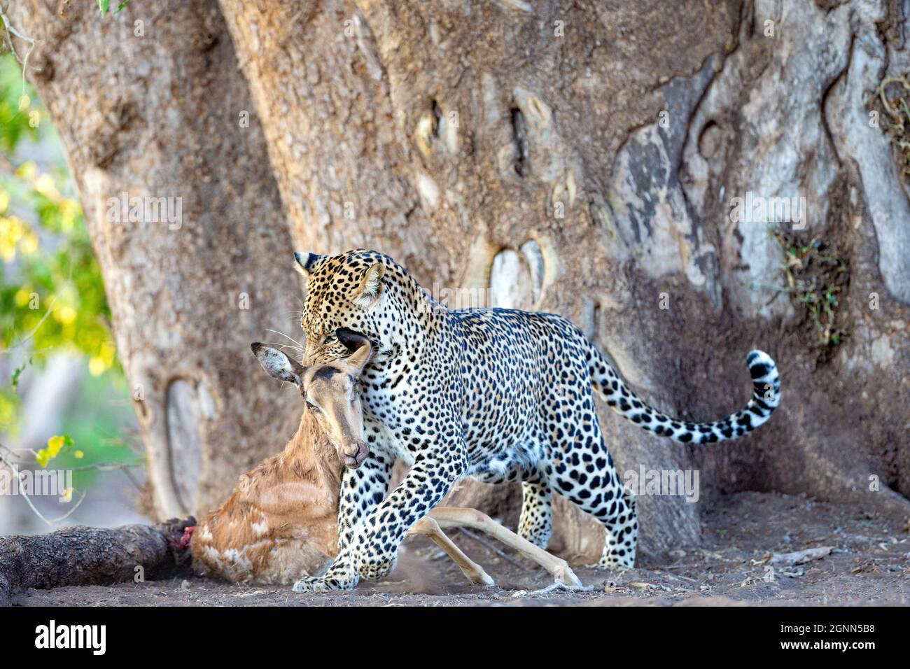 A large male leopard and it's prey, Mashatu, Botswana Stock Photo - Alamy