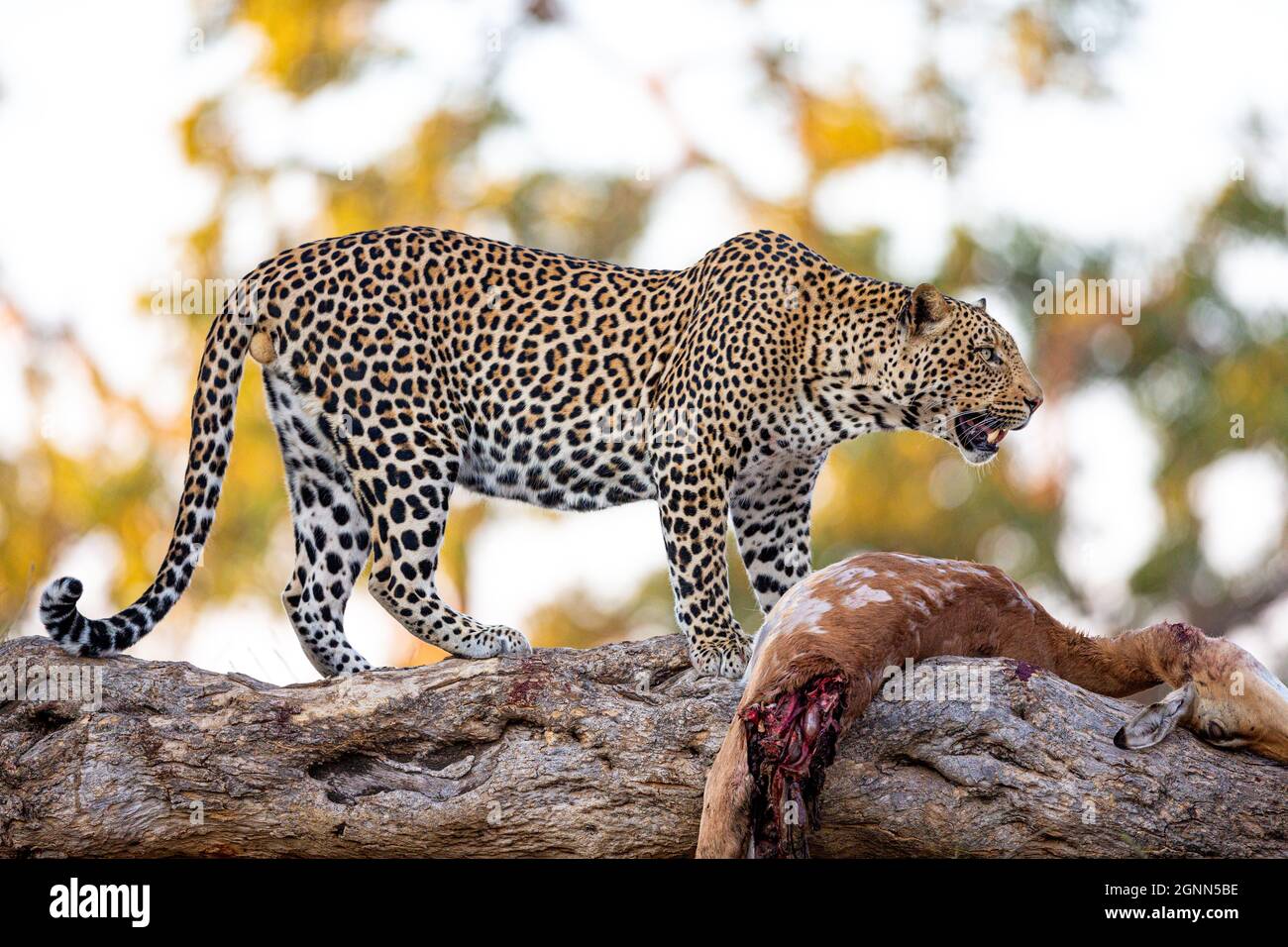 Leopard tree prey predator hi-res stock photography and images - Alamy