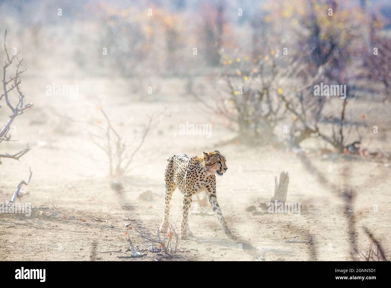 Cheetah desert hi-res stock photography and images - Alamy