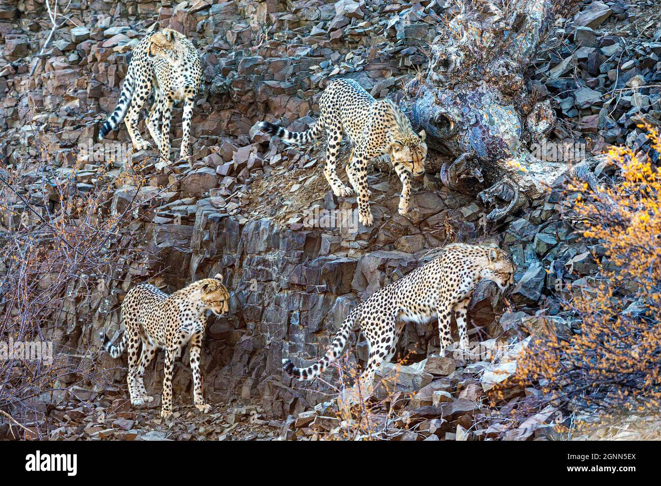 Four cheetahs on the rocks, botswana, Africa Stock Photo - Alamy