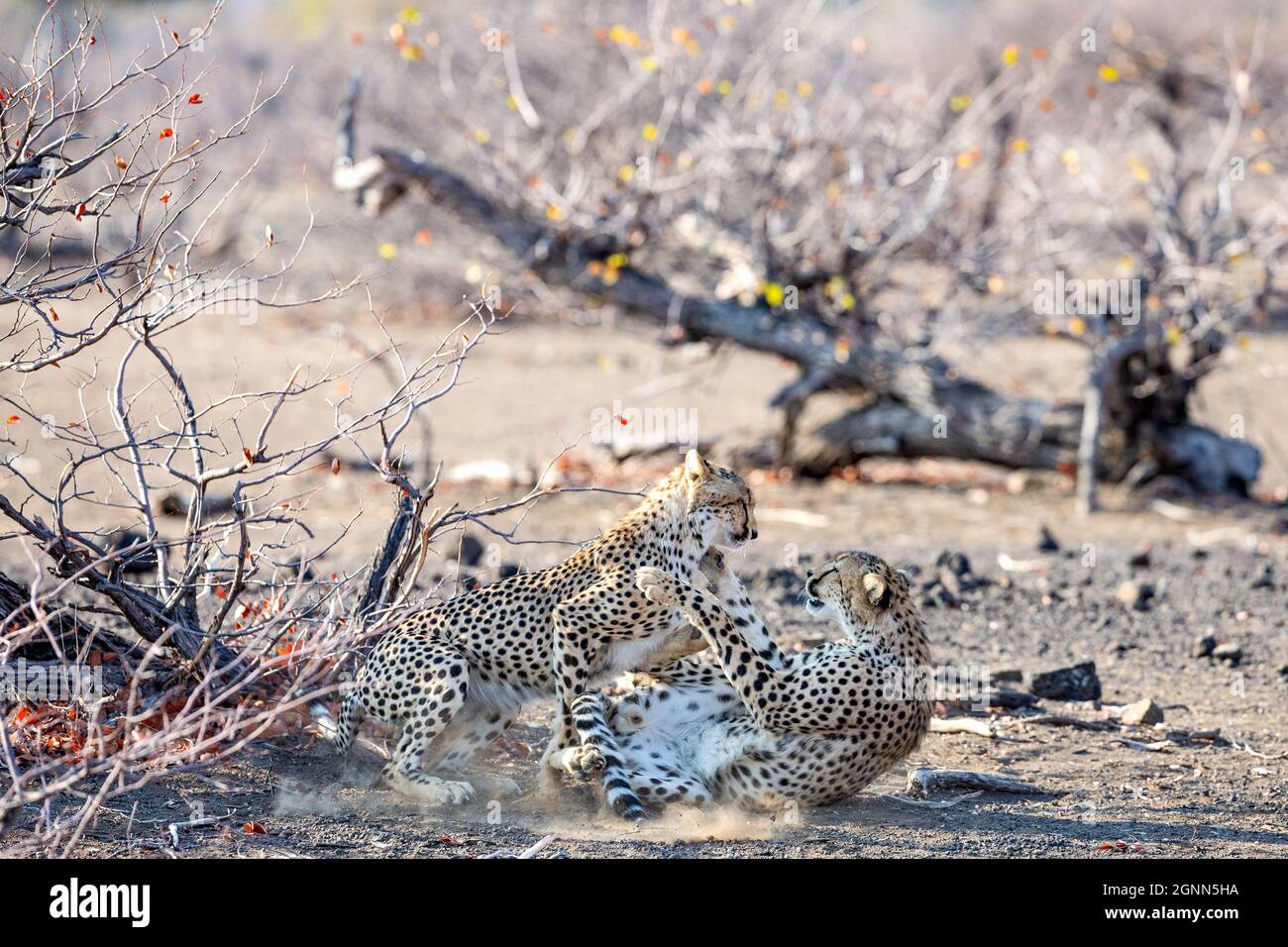 two cheetahs play flighting in the dust, Botswana, Africa Stock Photo ...