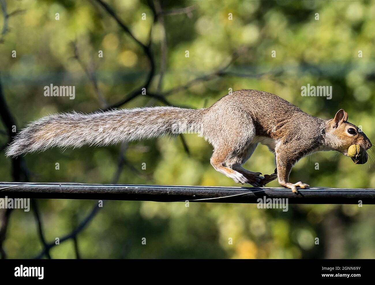 Squirrel walking cable hi-res stock photography and images - Alamy