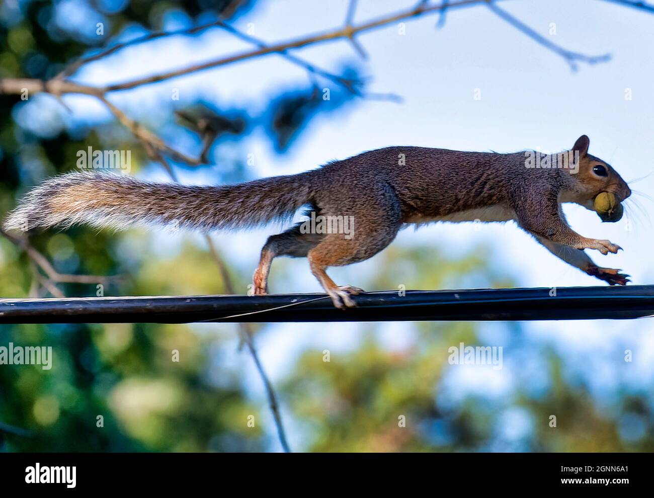 Squirrel walking cable hi-res stock photography and images - Alamy