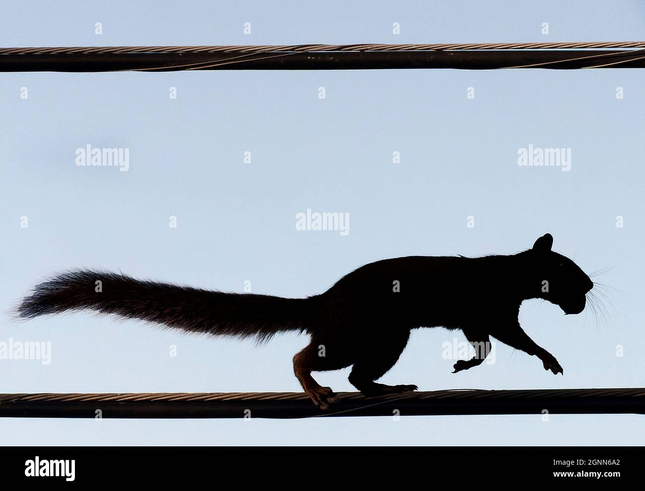 Squirrel walking cable hi-res stock photography and images - Alamy