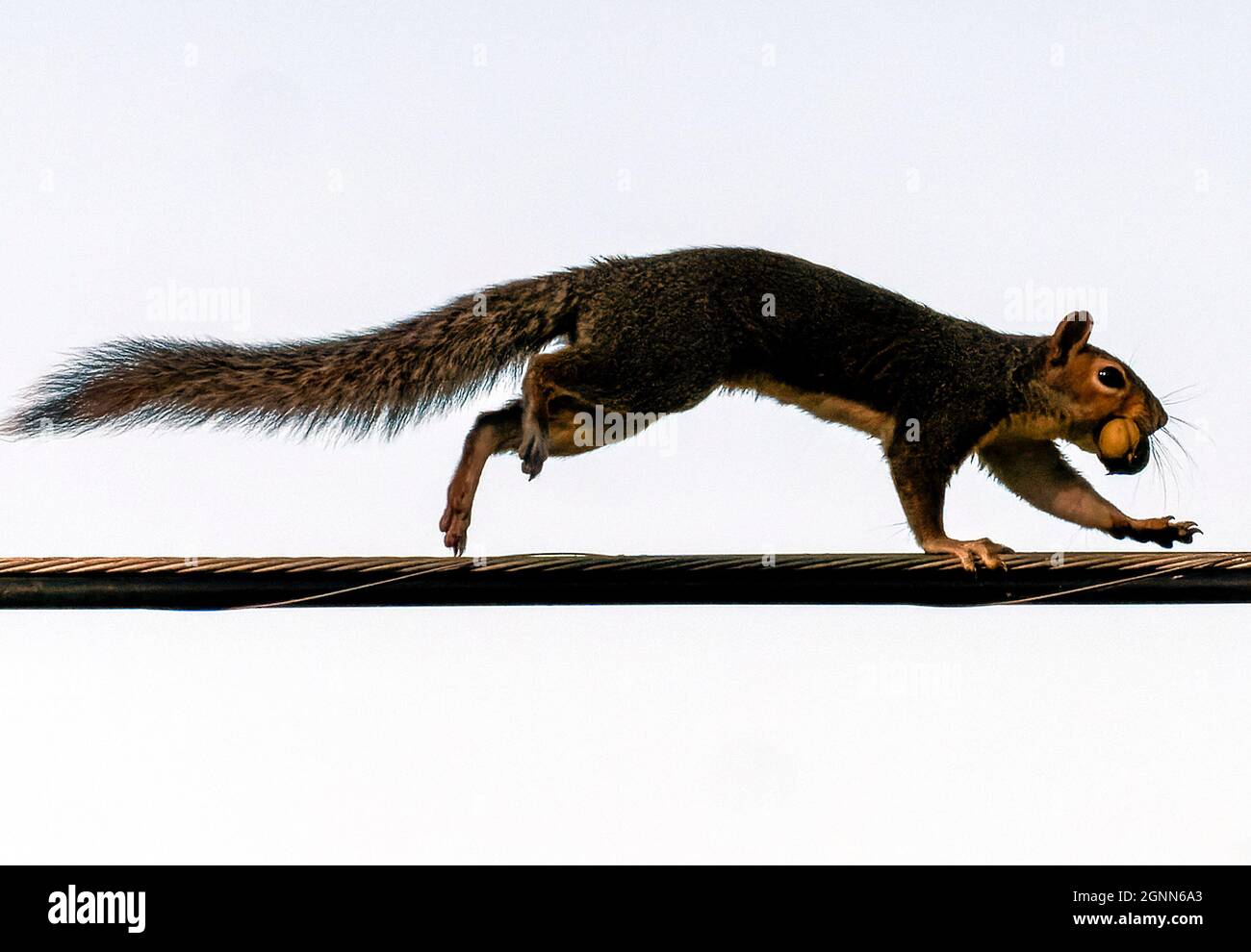 Squirrel with peanut balances on a overhead cable Stock Photo - Alamy