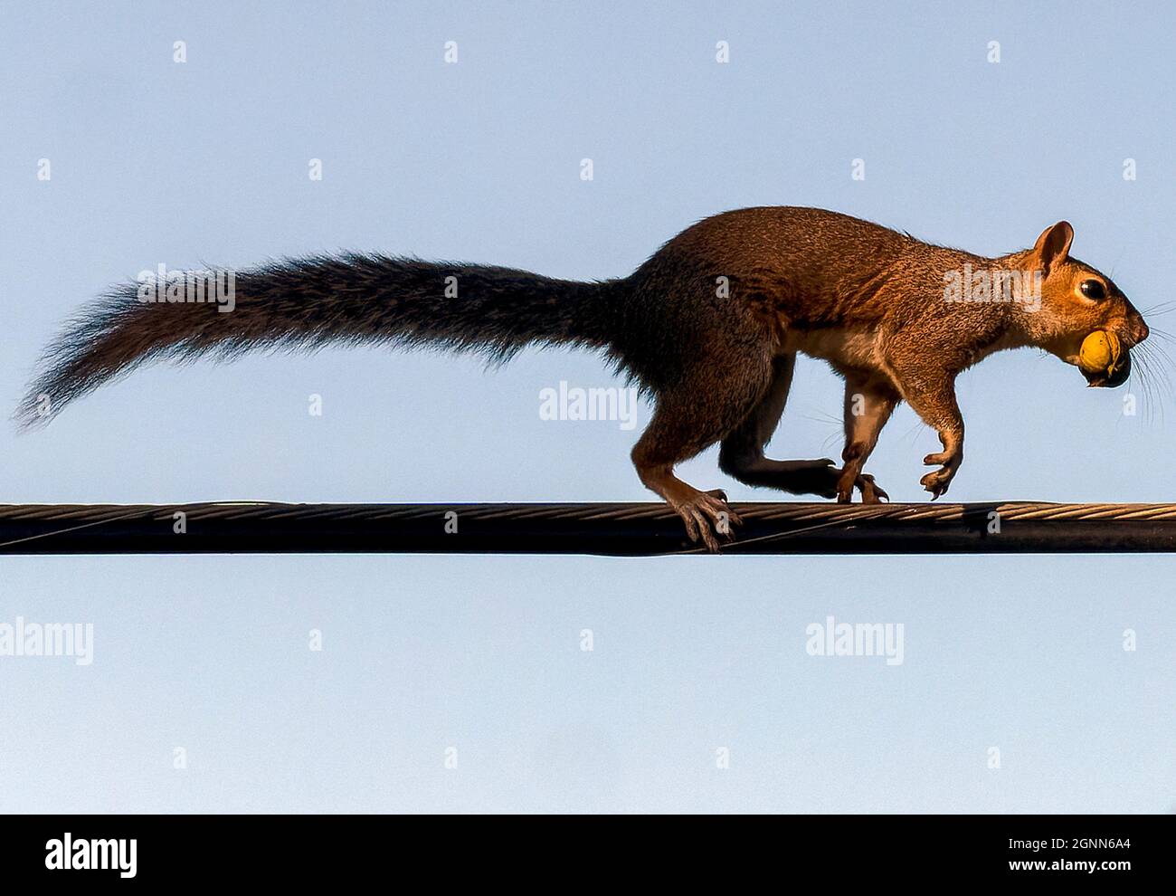 Squirrel on wire hi-res stock photography and images - Alamy