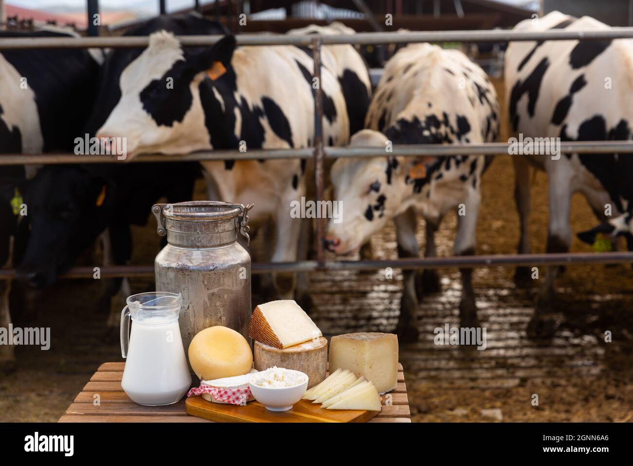 Various dairy products on table against background of cows in barn ...