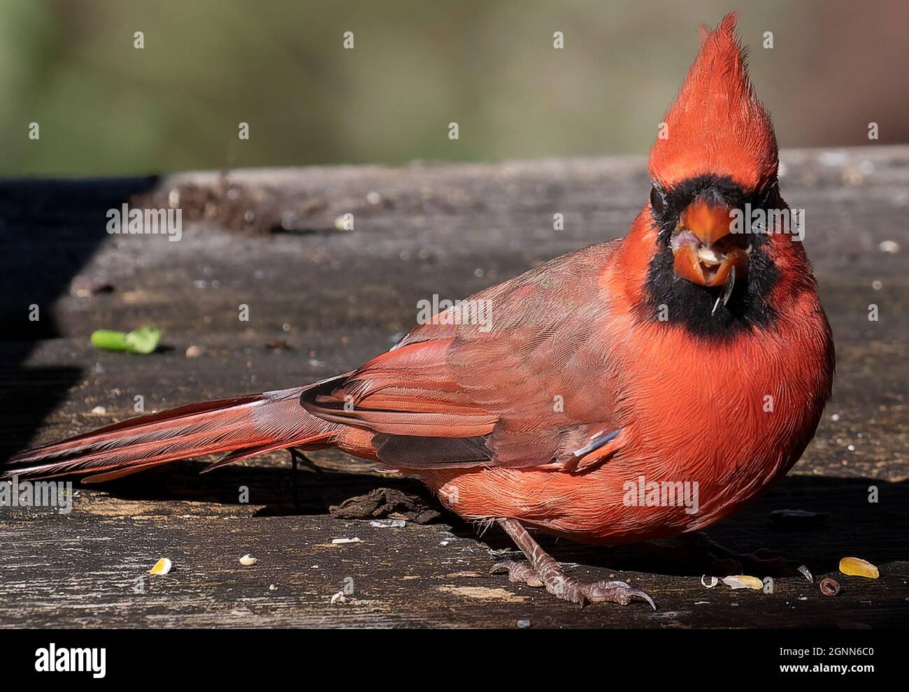 Northern Cardinal on the deck Stock Photo - Alamy