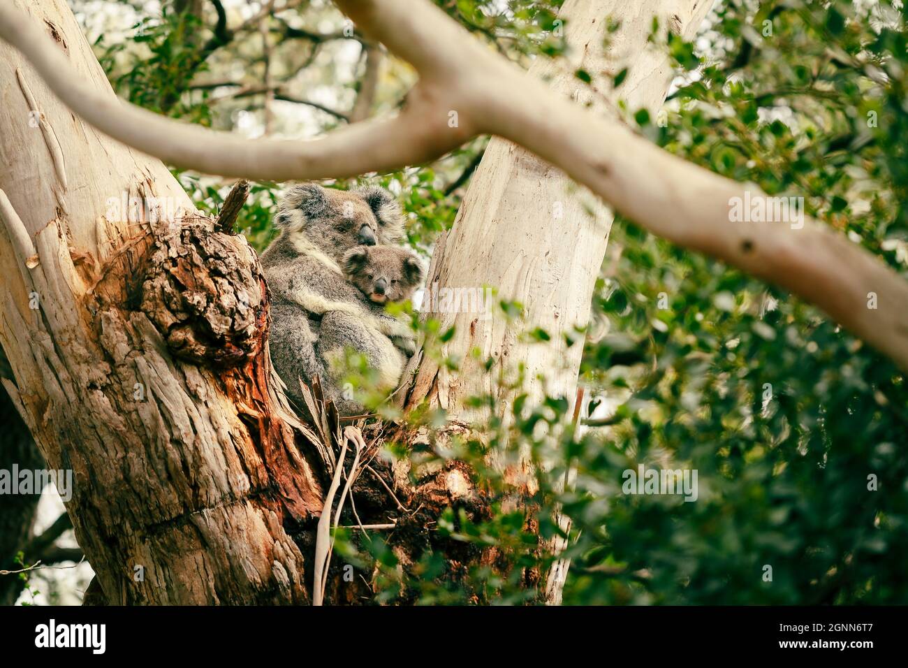 Phascolarctos cinereus mother with joey hi-res stock photography and images - Alamy