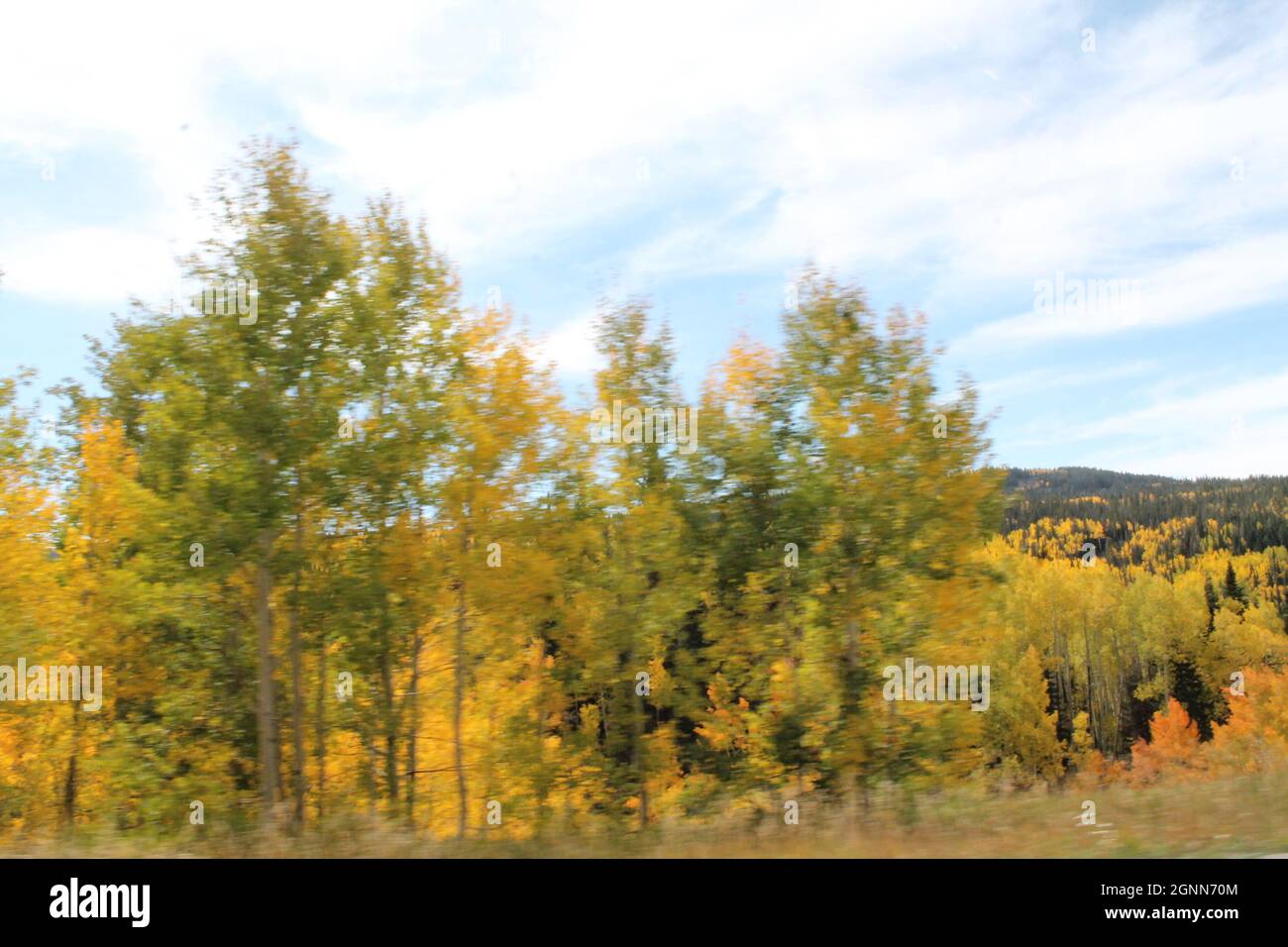 Grand Mesa National Forest Colorado. Fall forest colors on the largest ...