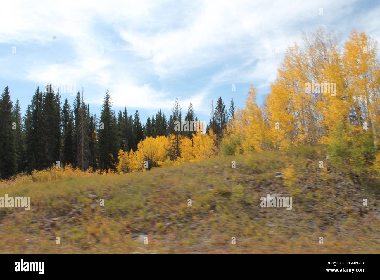 Grand Mesa National Forest Colorado. Fall forest colors on the largest ...