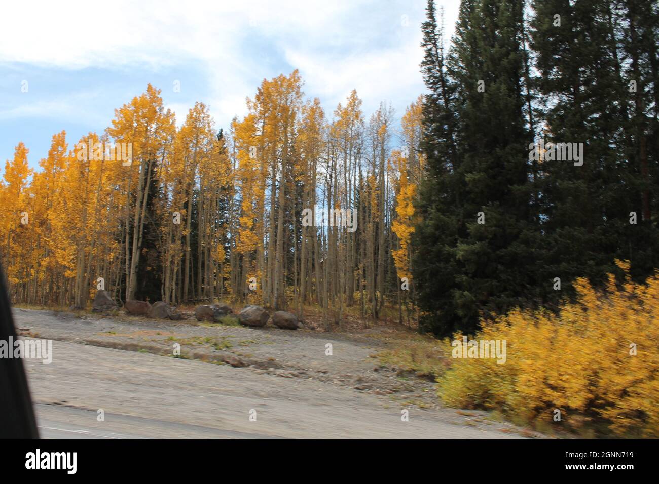 Grand Mesa National Forest Colorado. Fall forest colors on the largest ...
