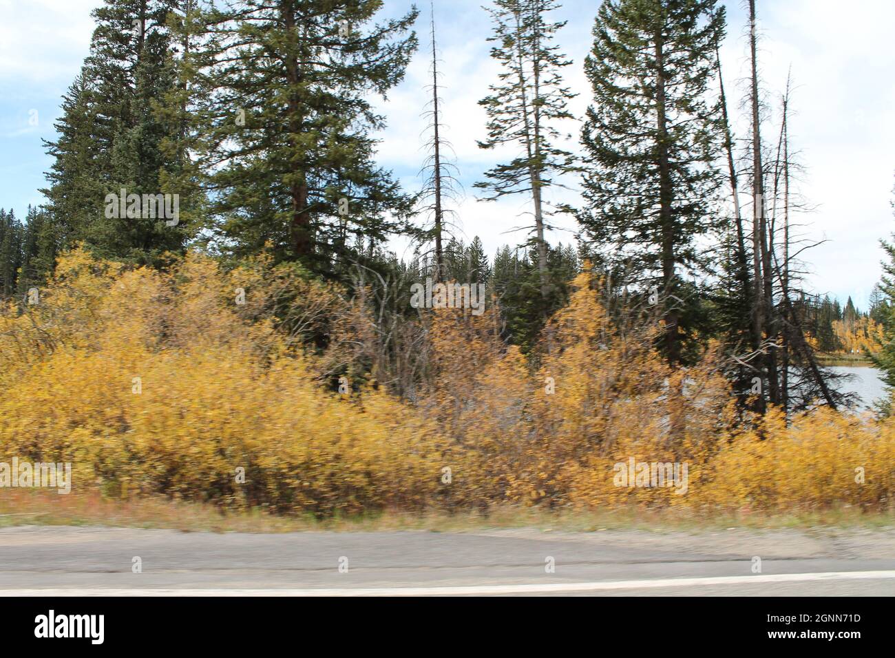 Grand Mesa National Forest Colorado. Fall forest colors on the largest ...
