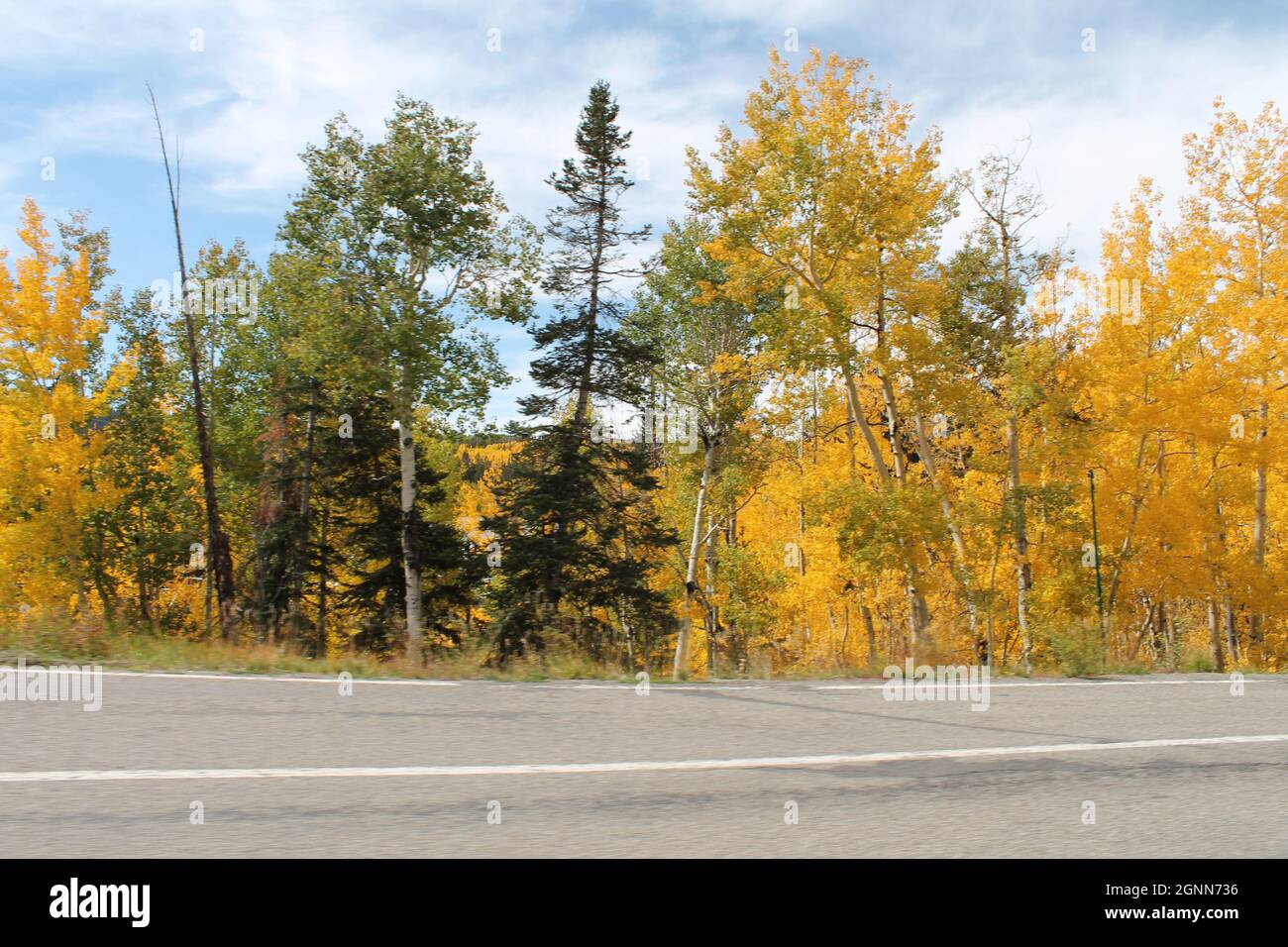 Grand Mesa National Forest Colorado. Fall forest colors on the largest ...
