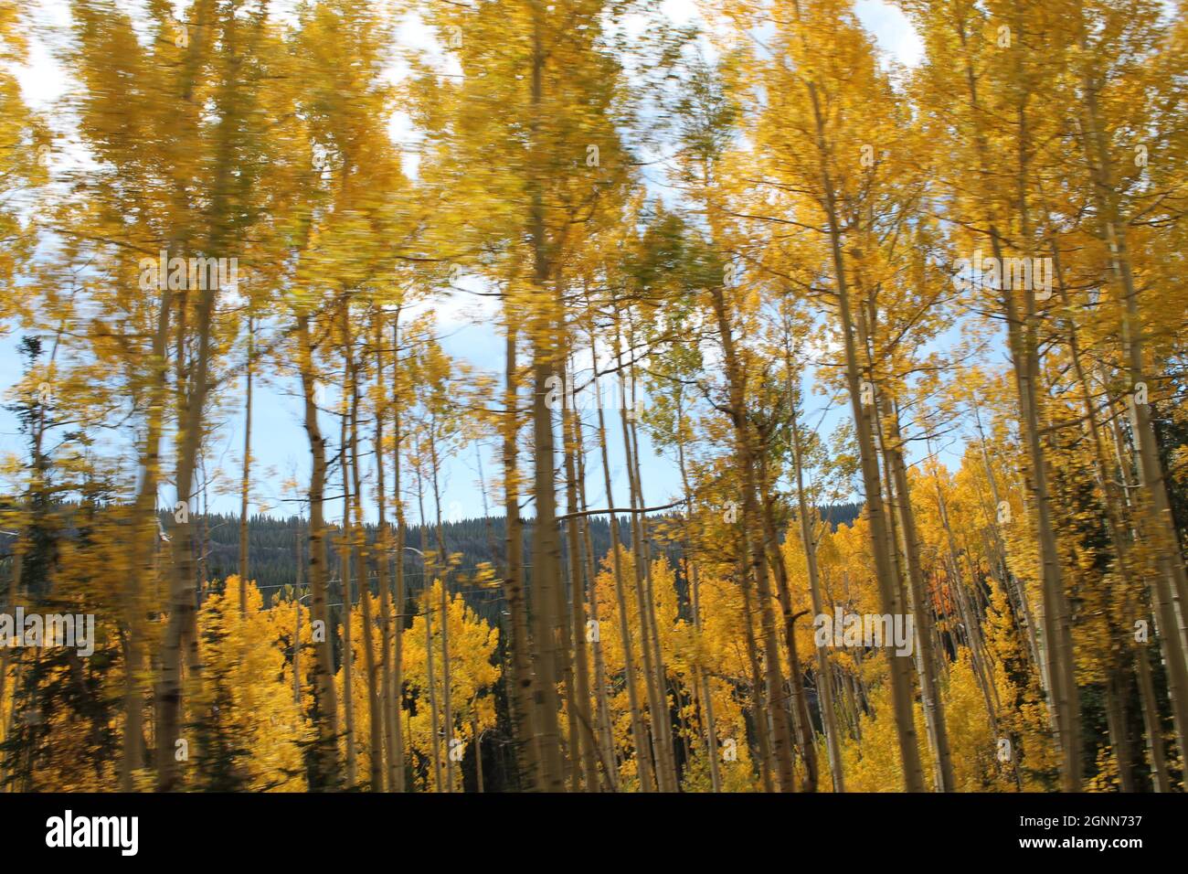 Grand Mesa National Forest Colorado. Fall forest colors on the largest ...