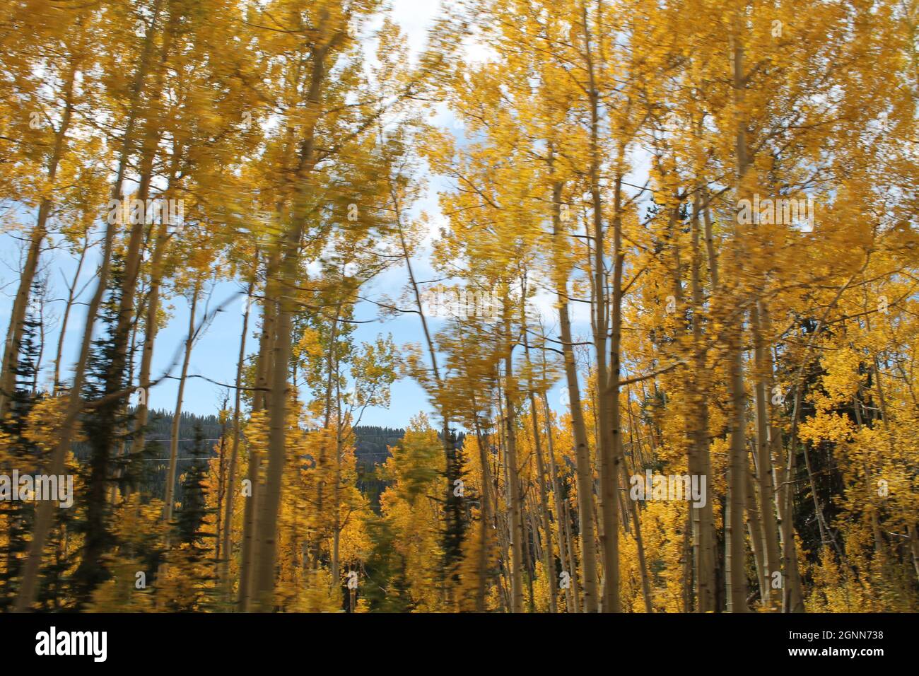 Grand Mesa National Forest Colorado. Fall forest colors on the largest ...