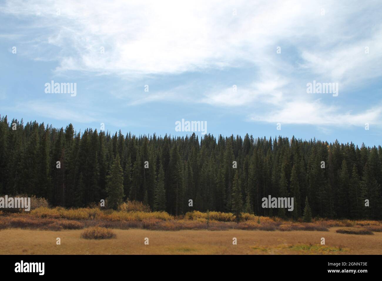 Grand Mesa National Forest Colorado. Fall forest colors on the largest ...