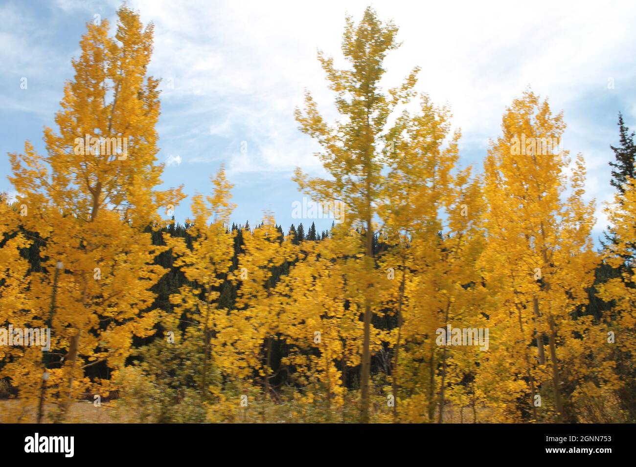 Grand Mesa National Forest Colorado. Fall forest colors on the largest ...