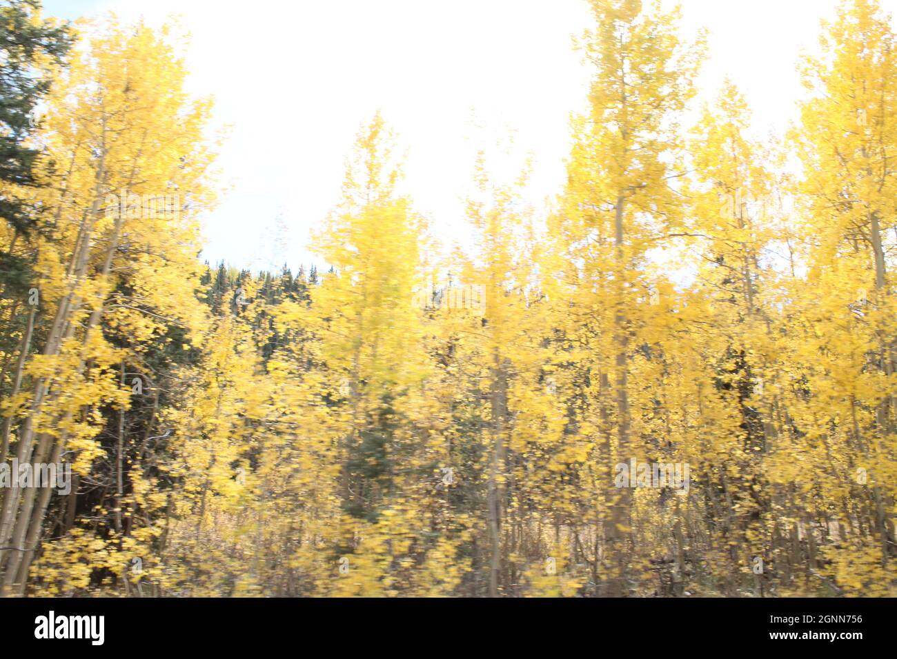 Grand Mesa National Forest Colorado. Fall forest colors on the largest ...