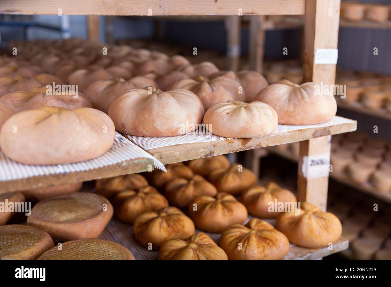 Cheese factory production shelves with aging cheese. Numbers on white ...