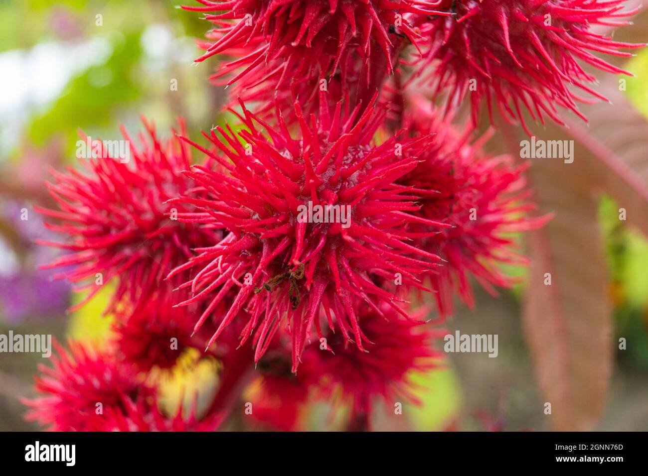 Summer flowers are blooming in the garden. flowers of different colors ...