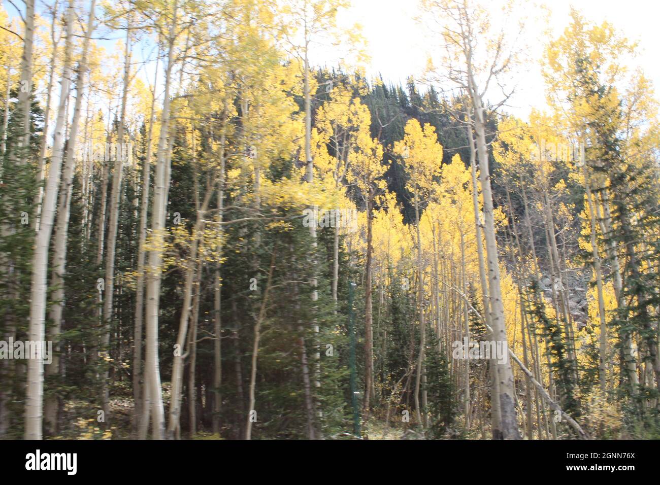Grand Mesa National Forest Colorado. Fall forest colors on the largest ...