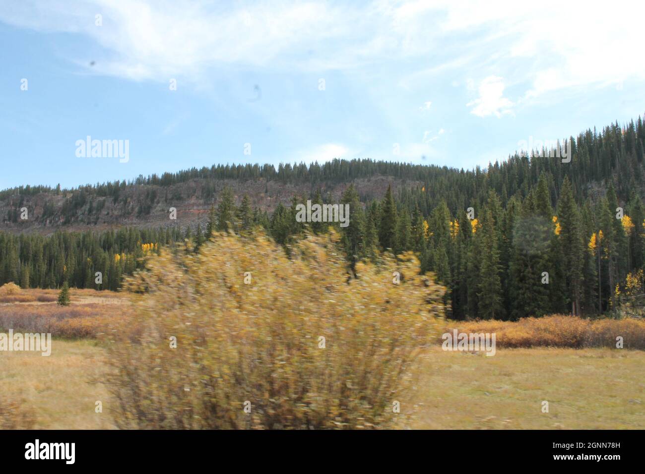 Grand Mesa National Forest Colorado. Fall forest colors on the largest ...