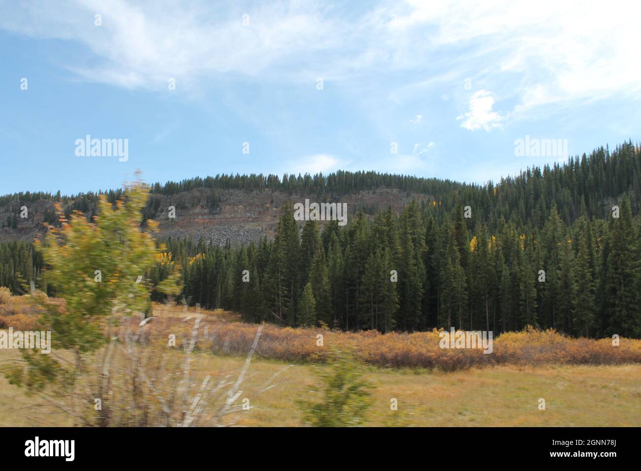 Grand Mesa National Forest Colorado. Fall forest colors on the largest ...
