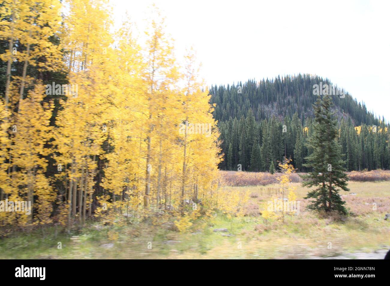 Grand Mesa National Forest Colorado. Fall forest colors on the largest ...
