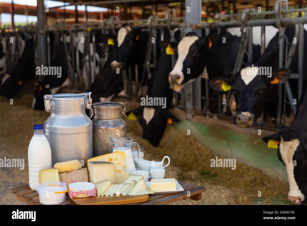 Dairy farm - table with dairy products in background of cows in stall ...