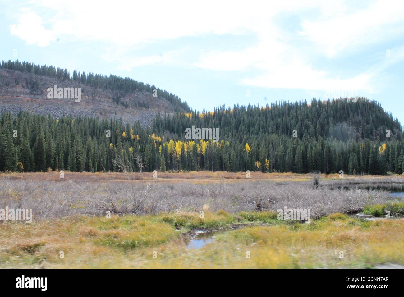Grand Mesa National Forest Colorado. Fall forest colors on the largest ...