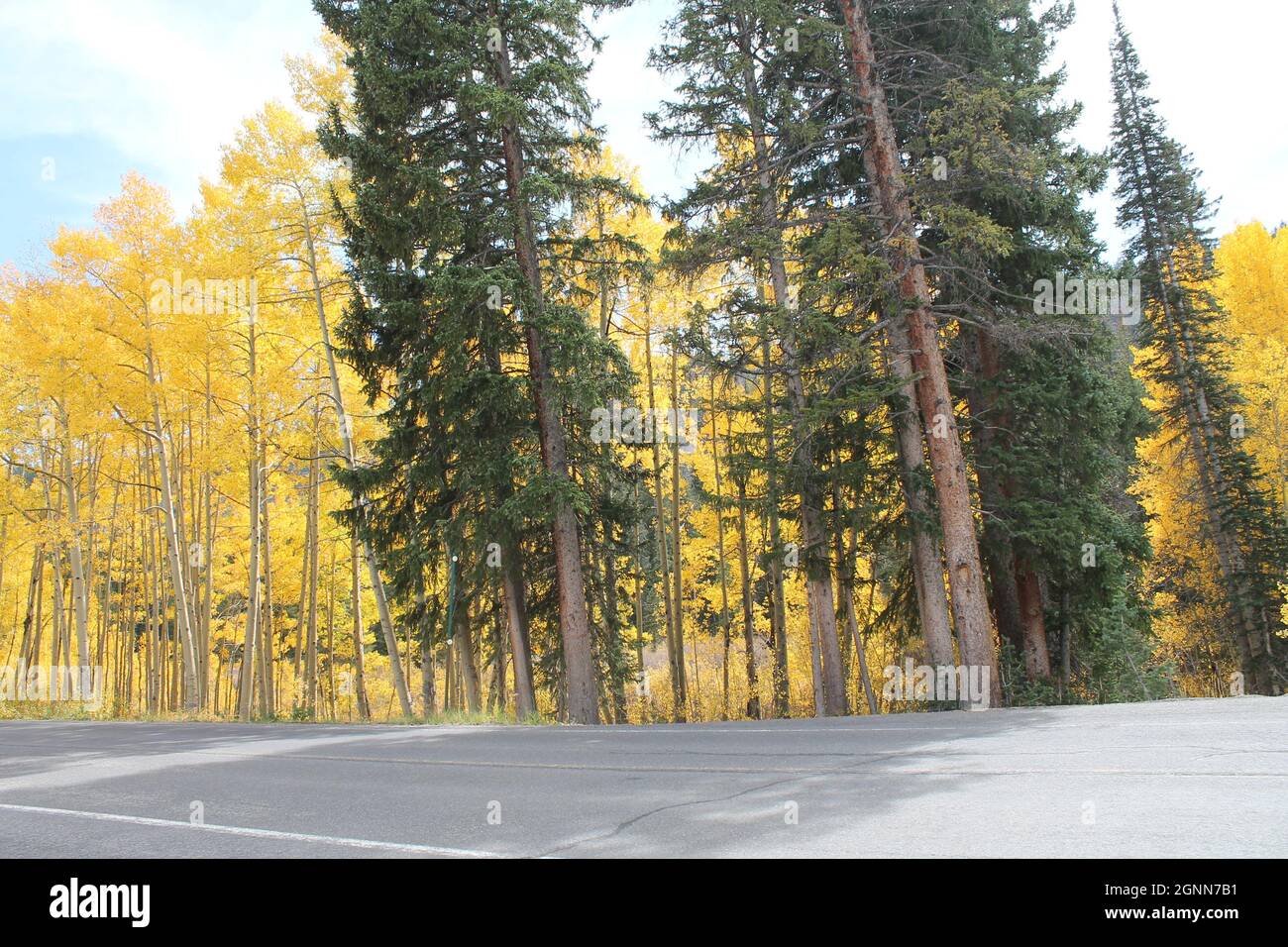 Grand Mesa National Forest Colorado. Fall forest colors on the largest ...
