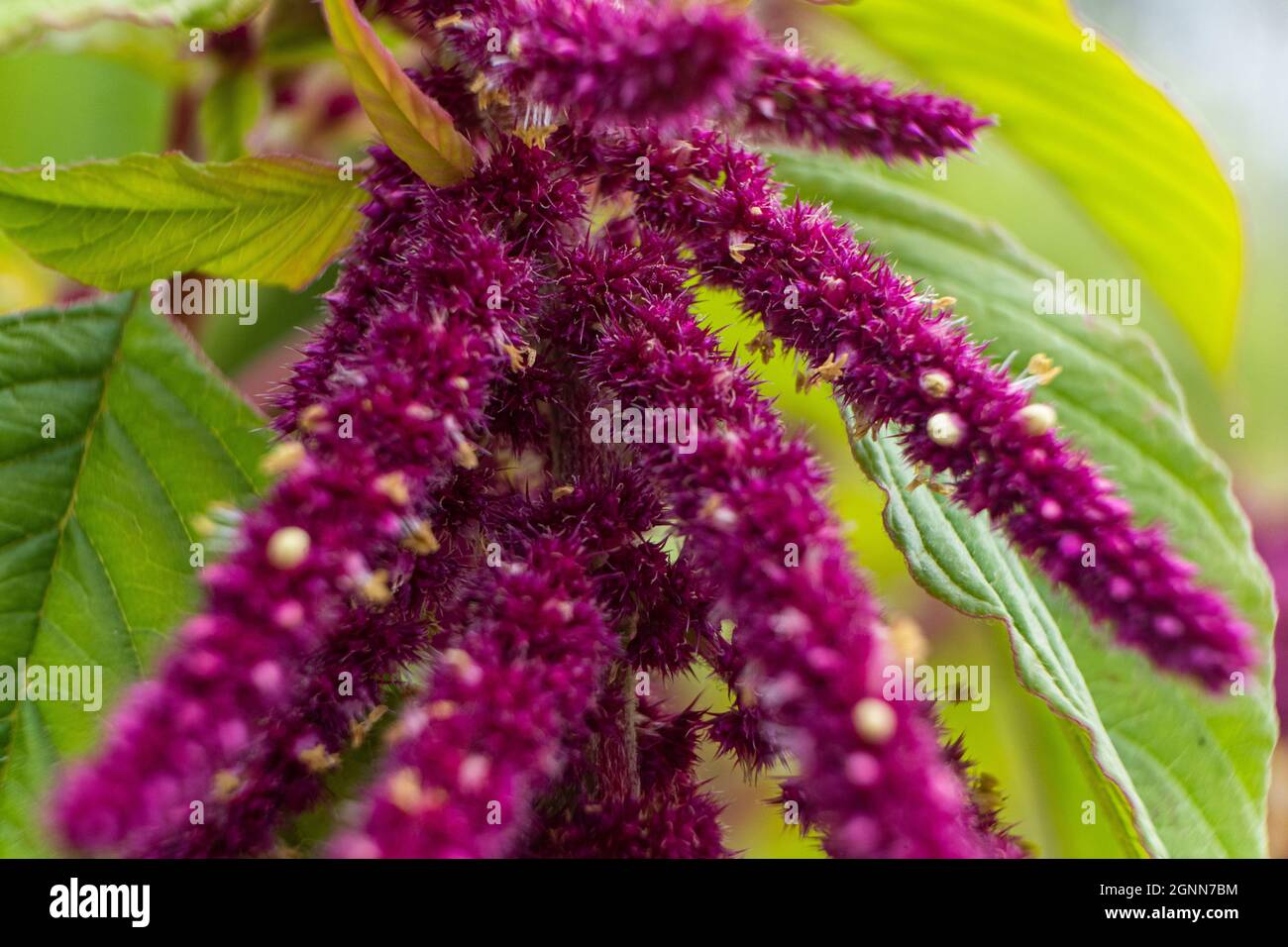 Different spring summer flowers hi-res stock photography and images - Alamy