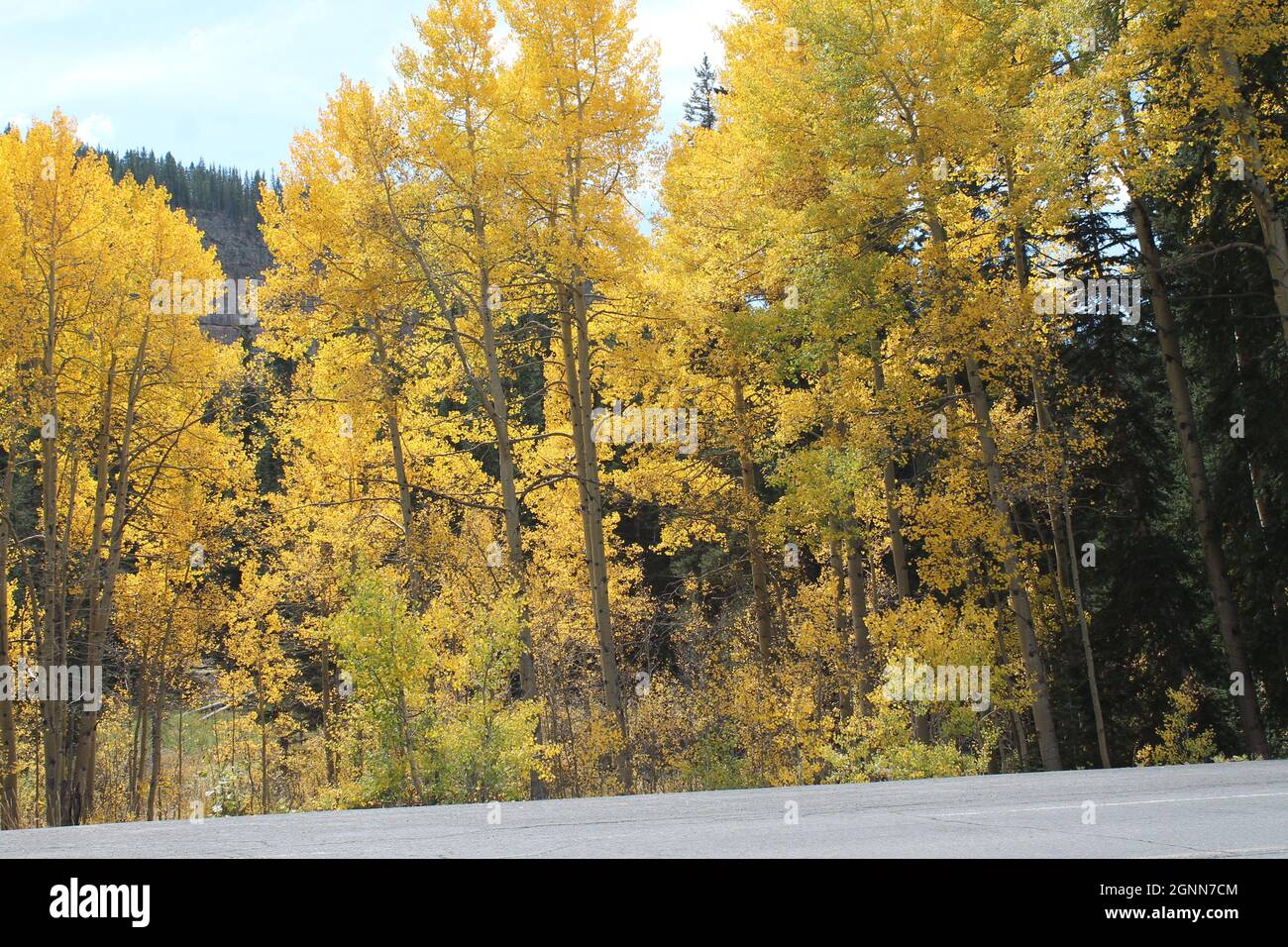 Grand Mesa National Forest Colorado. Fall forest colors on the largest ...