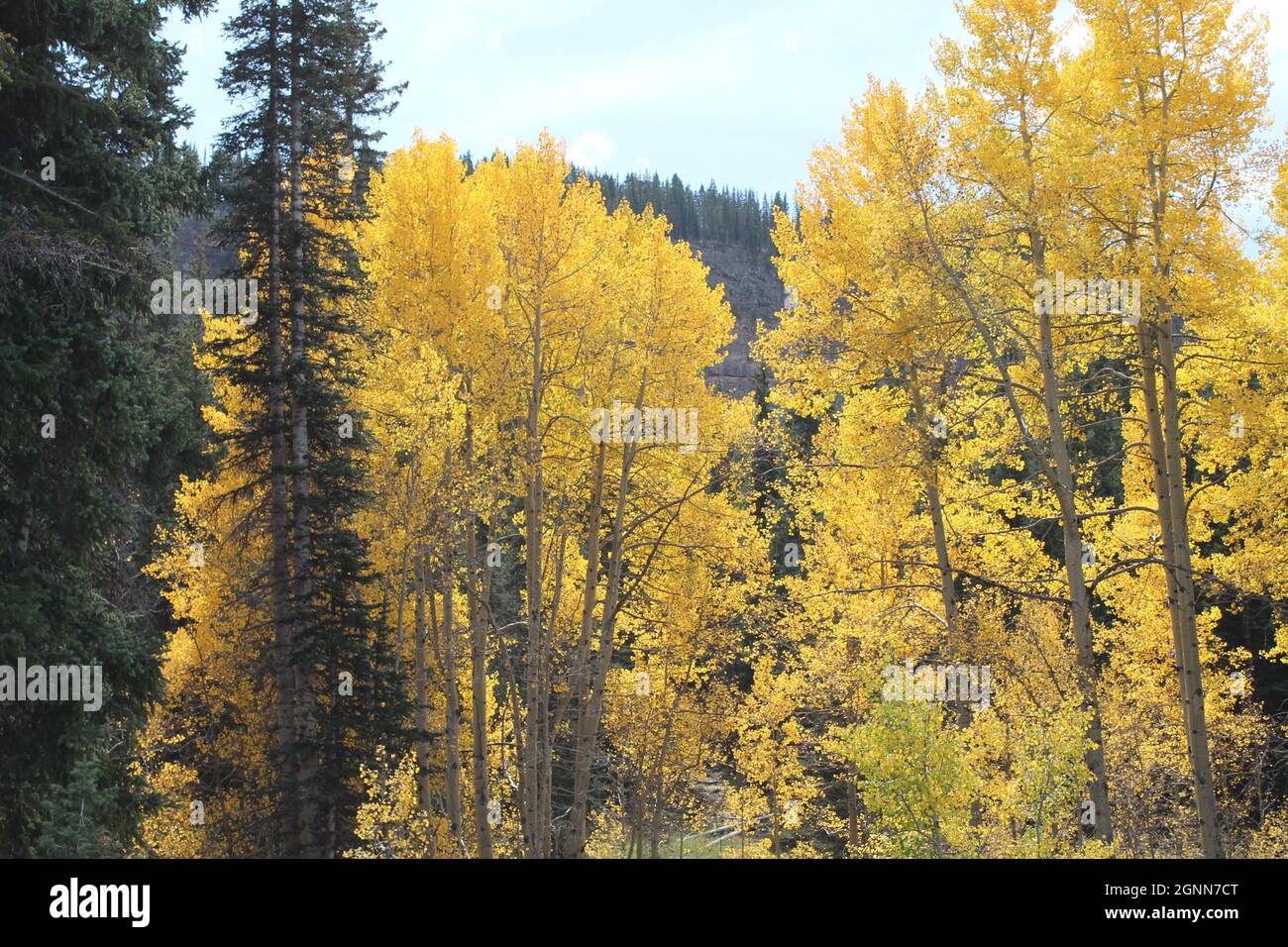 Grand Mesa National Forest Colorado. Fall forest colors on the largest ...