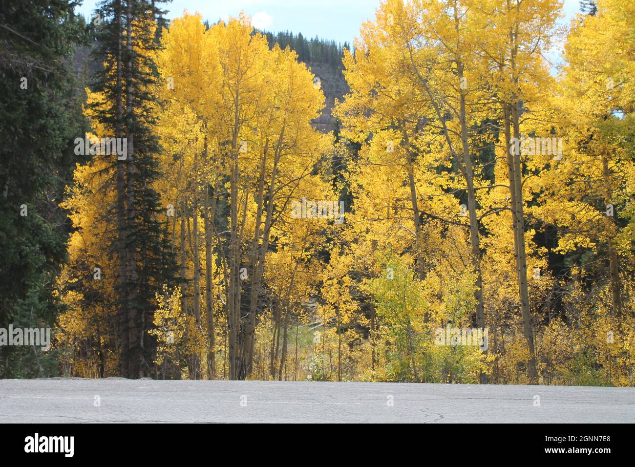 Grand Mesa National Forest Colorado. Fall forest colors on the largest ...
