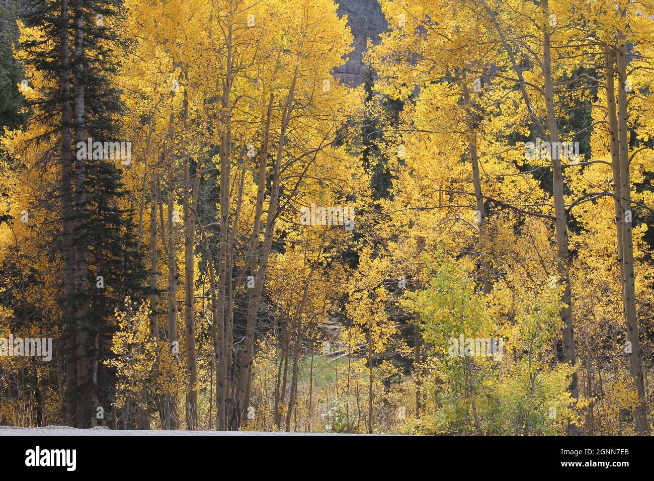 Grand Mesa National Forest Colorado. Fall forest colors on the largest ...